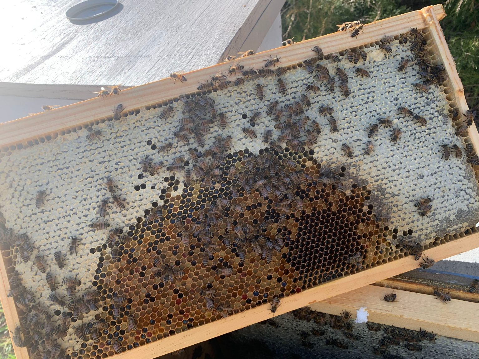 Types of Comb and What They Tell Us About Our Bees - Backyard Beekeeping